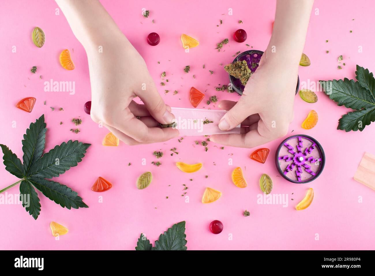 Female hands twist a joint over a pink background on which chewing ...