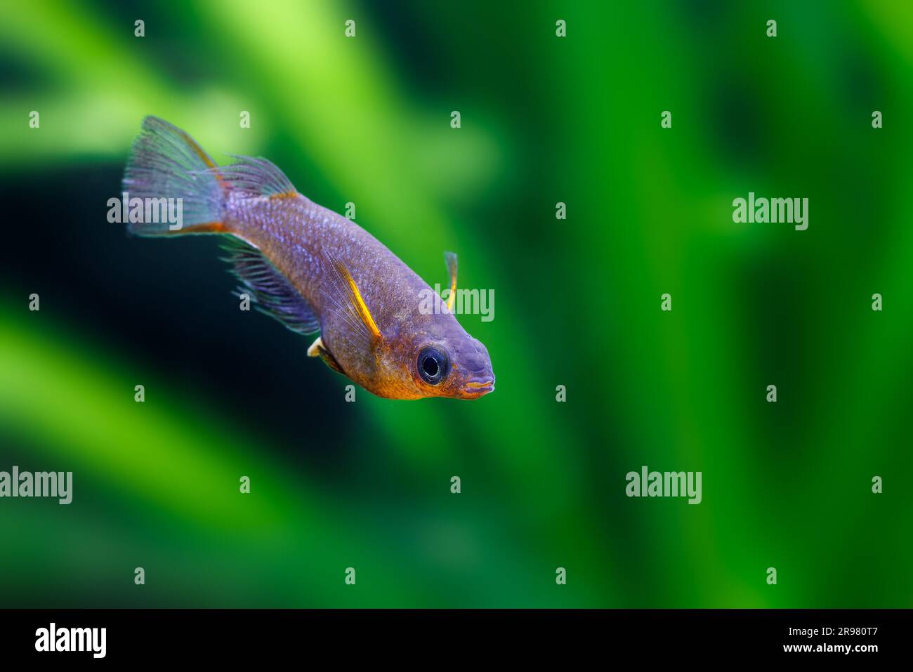 Oryzias sp hi-res stock photography and images - Alamy