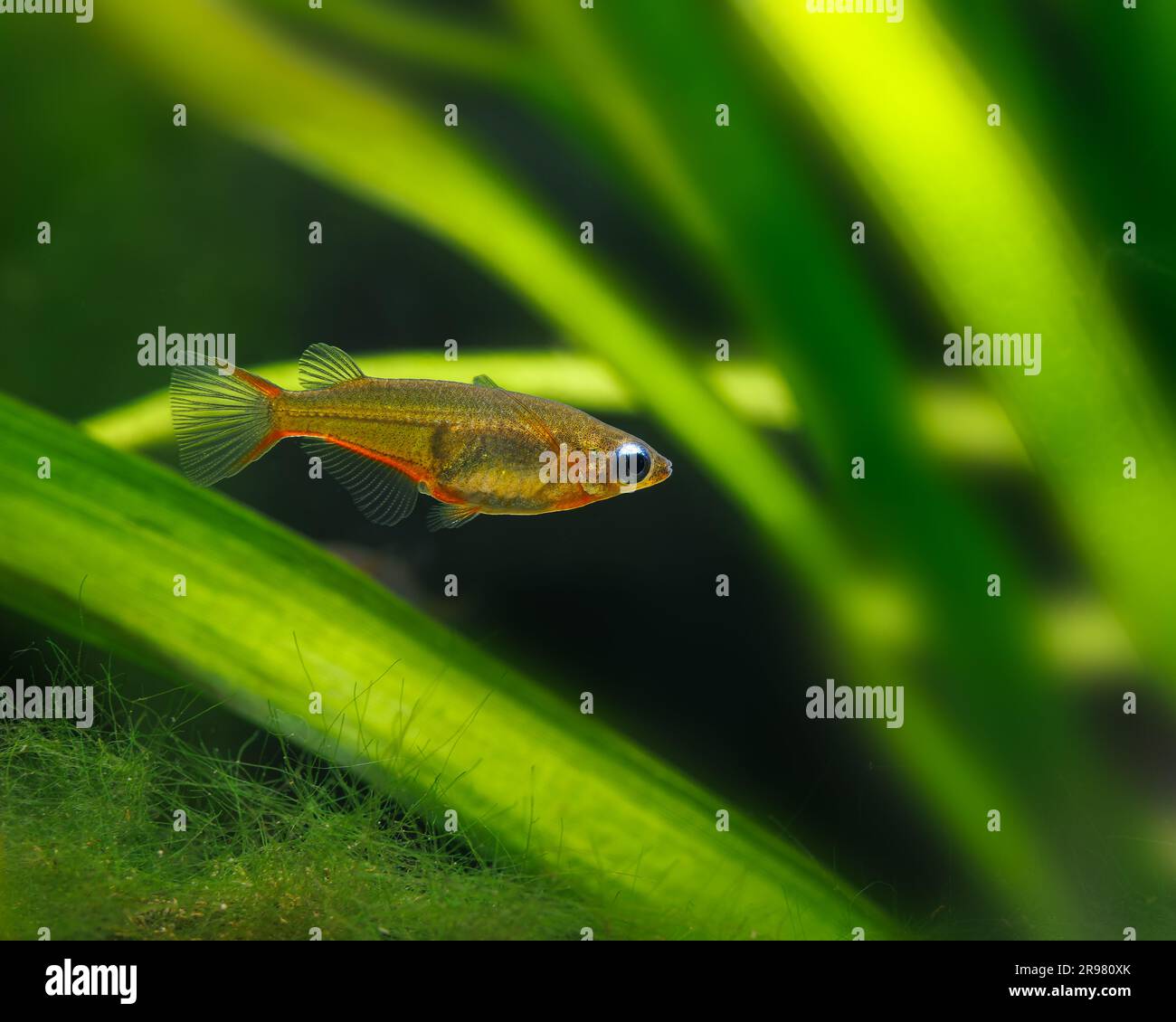 Japanese ricefish hi-res stock photography and images - Alamy