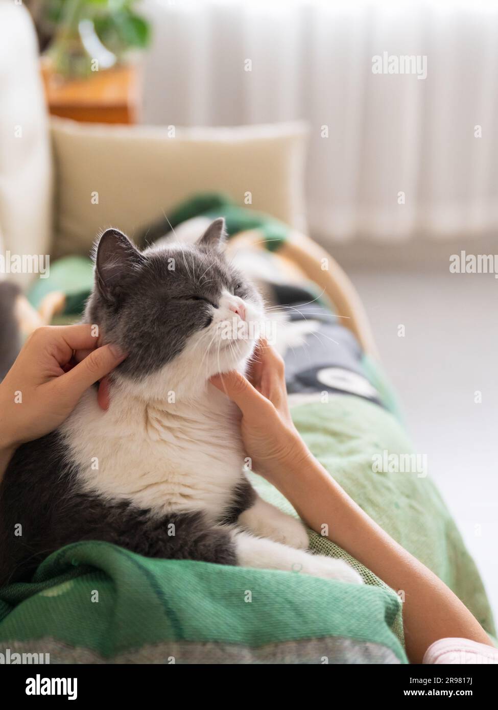 Holding a british shorthair cat in his arms Stock Photo - Alamy