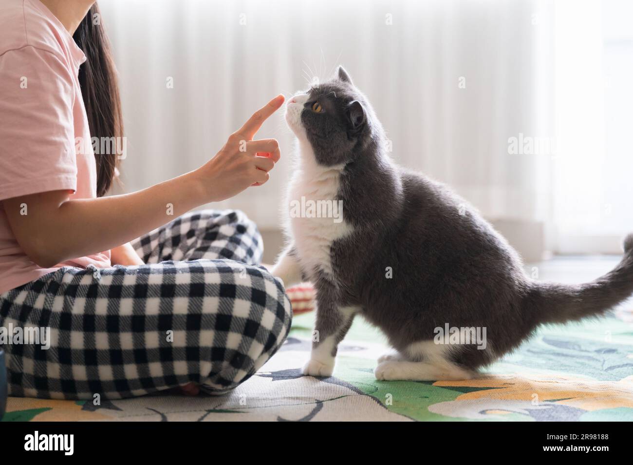 Touching the nose of a british shorthair cat with a finger Stock Photo ...