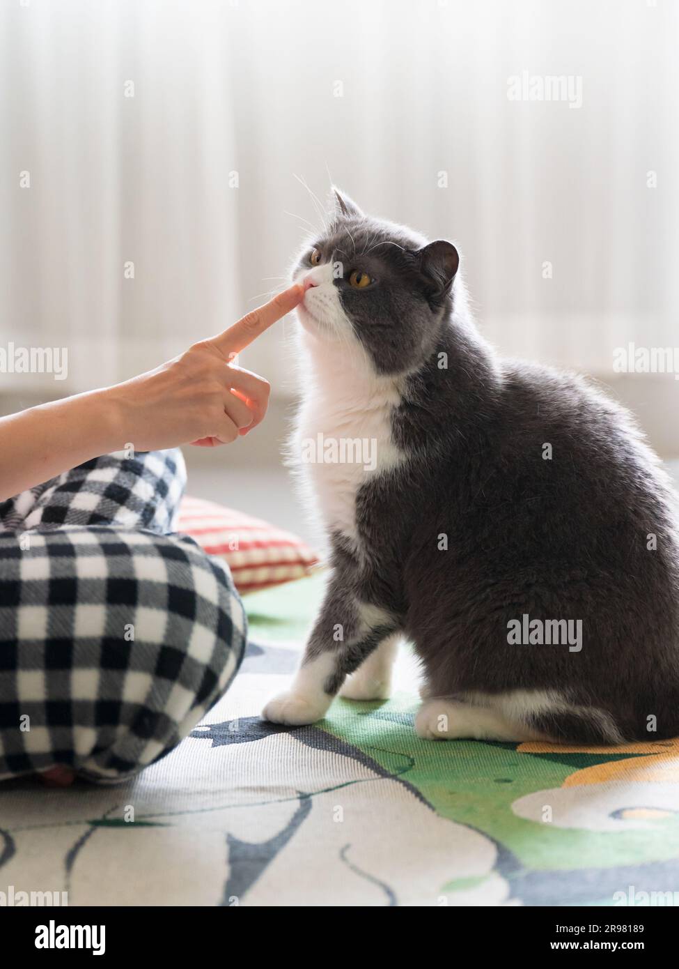 Touching the nose of a british shorthair cat with a finger Stock Photo ...