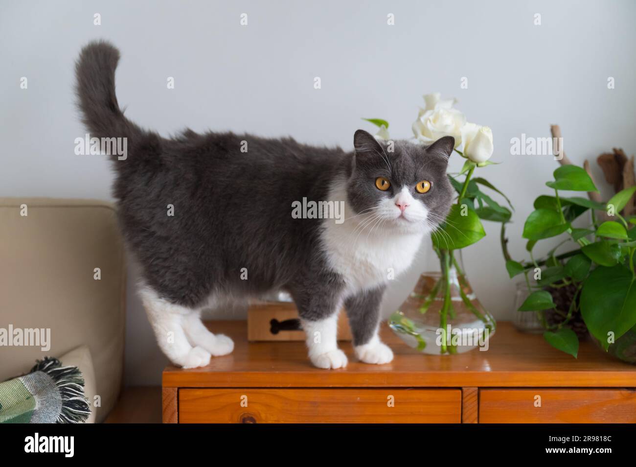 Cute british shorthair cat, indoor shot Stock Photo - Alamy