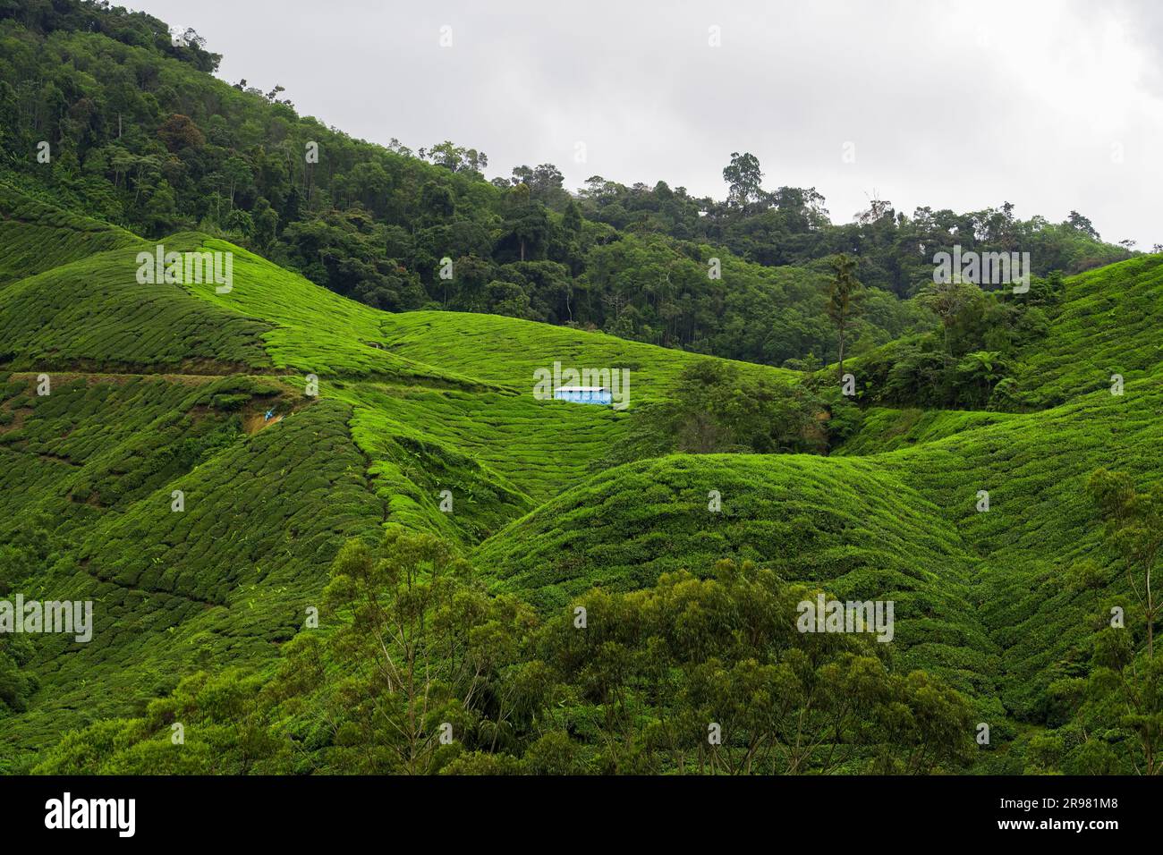 Tea plantation landscape in Cameron highlands, Malaysia. Green Tea ...
