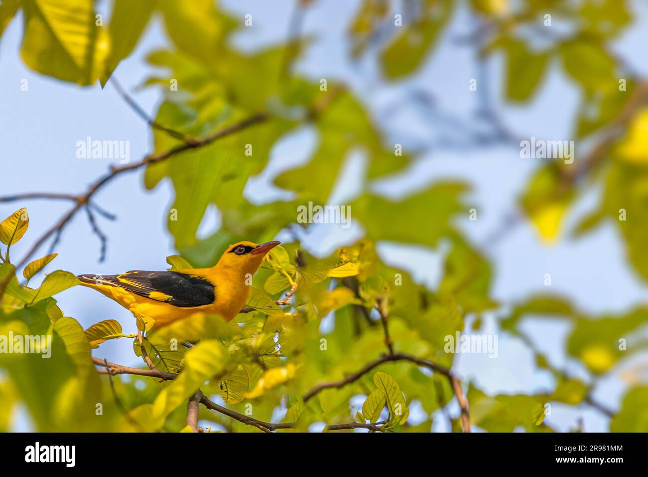 An elegant Black-naped oriole perched on a tree branch in a natural ...