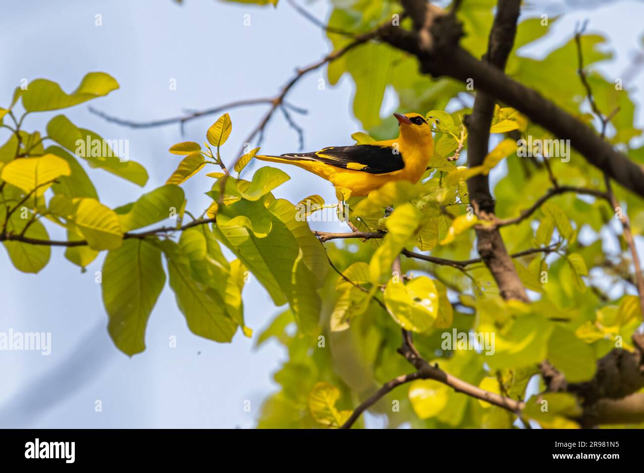 An elegant Black-naped oriole perched on a tree branch in a natural ...