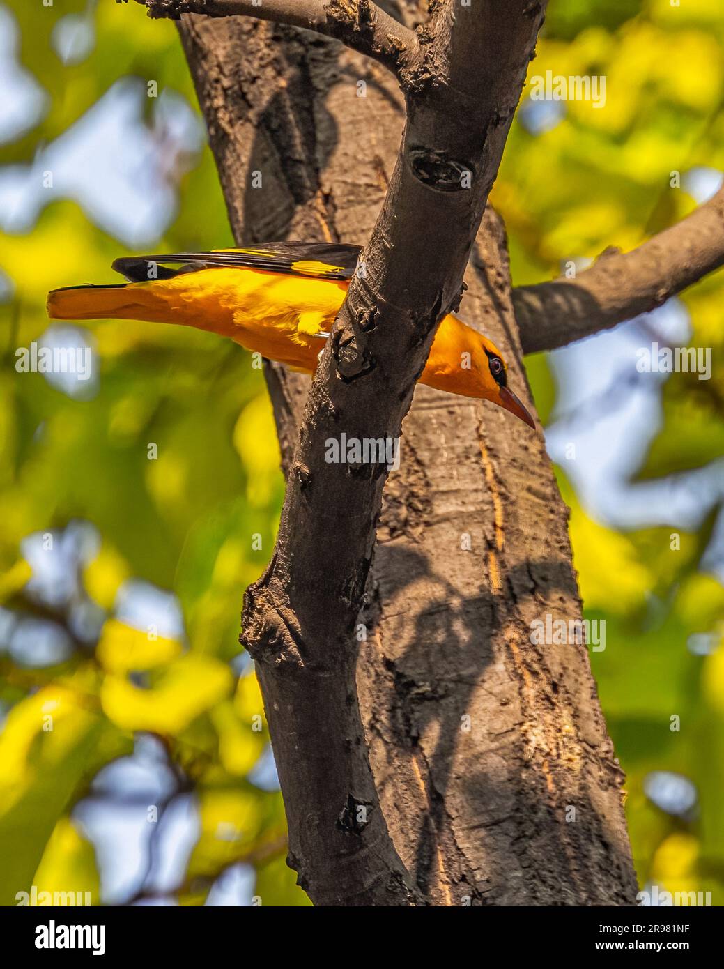 An elegant Black-naped oriole perched on a tree branch in a natural ...