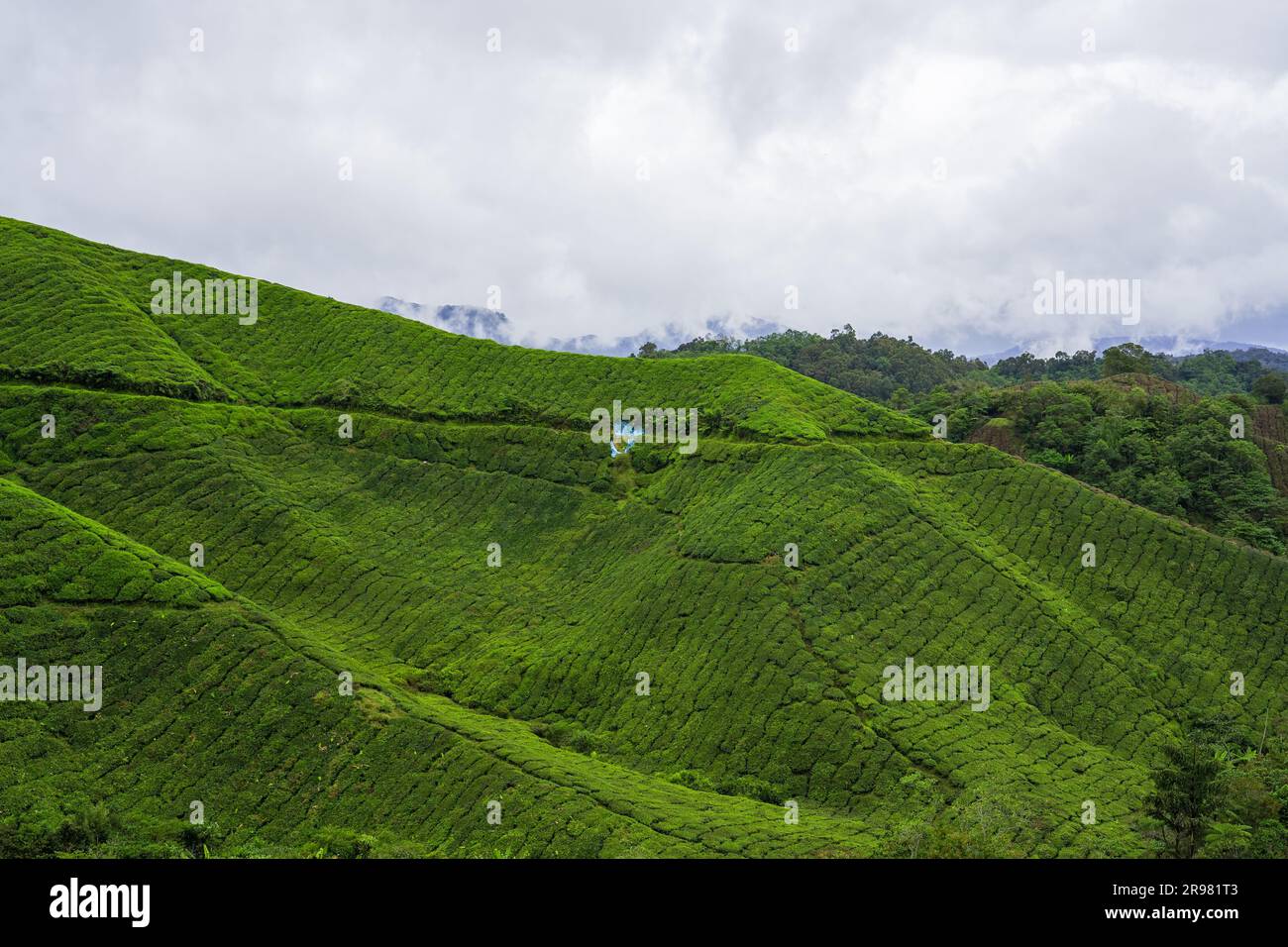 Tea plantation landscape in Cameron highlands, Malaysia. Green Tea ...