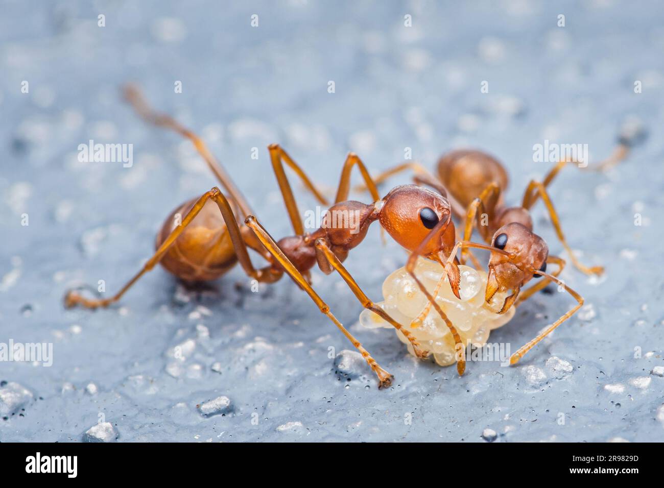 Red ant to moving eggs on cement floor Stock Photo - Alamy
