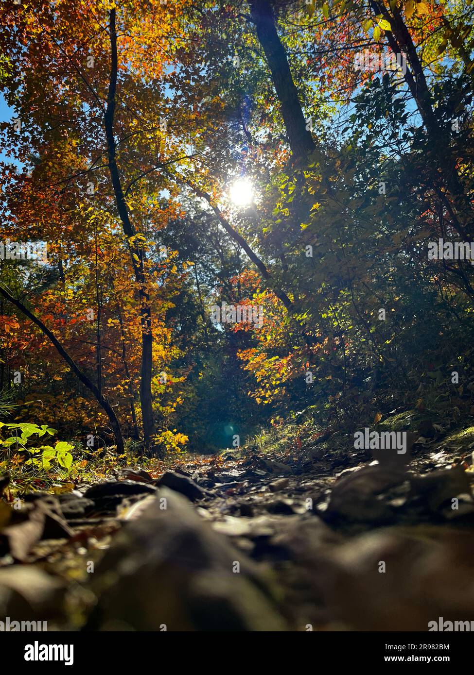 An idyllic autumnal scene of an autumnal forest, featuring beams of ...