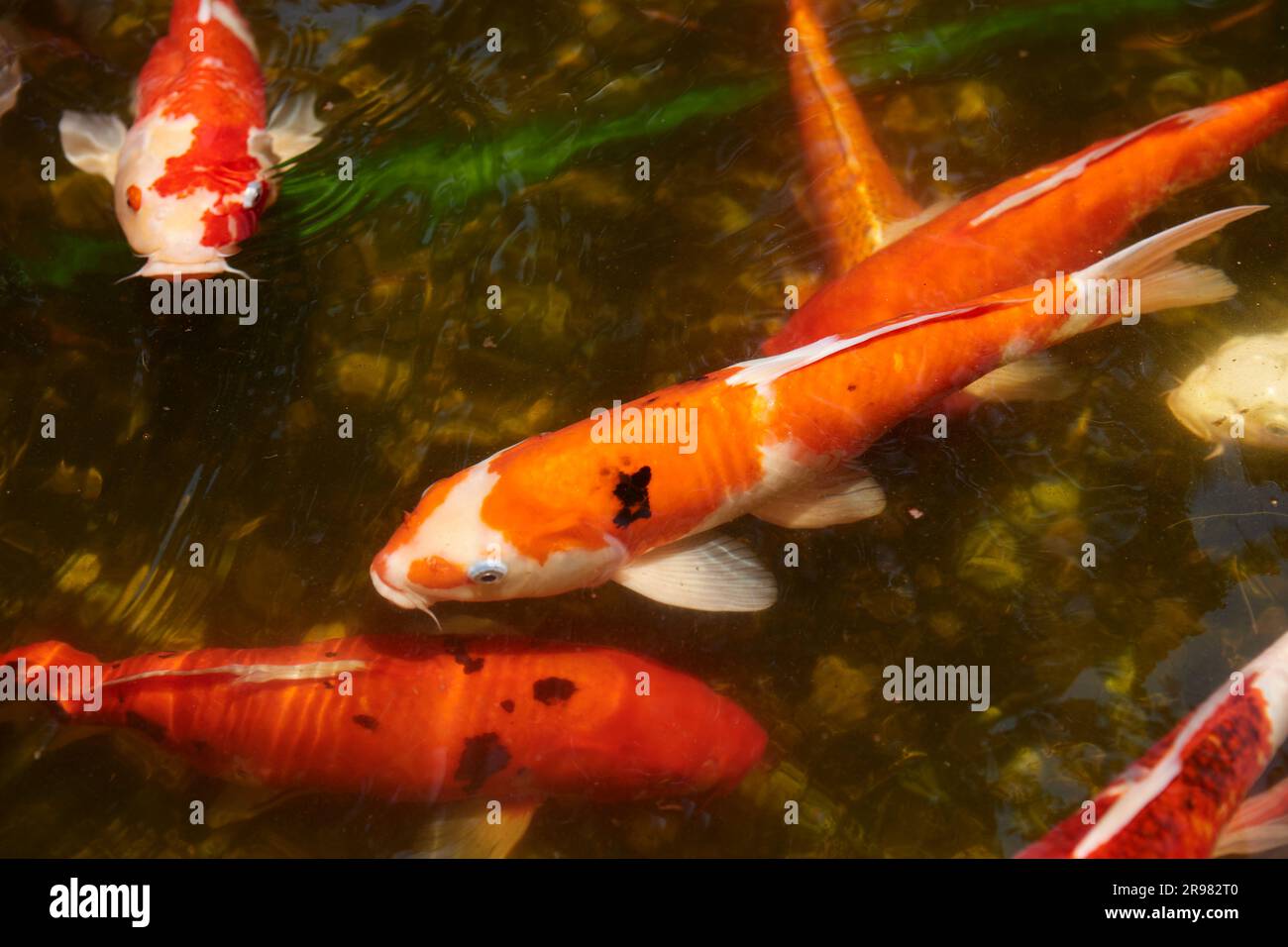 Vibrant koi fish swimming hi-res stock photography and images - Alamy