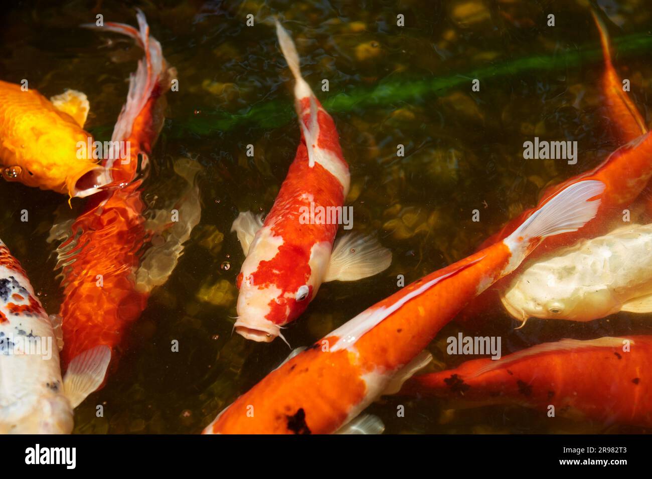 Vibrant koi fish swimming hi-res stock photography and images - Alamy