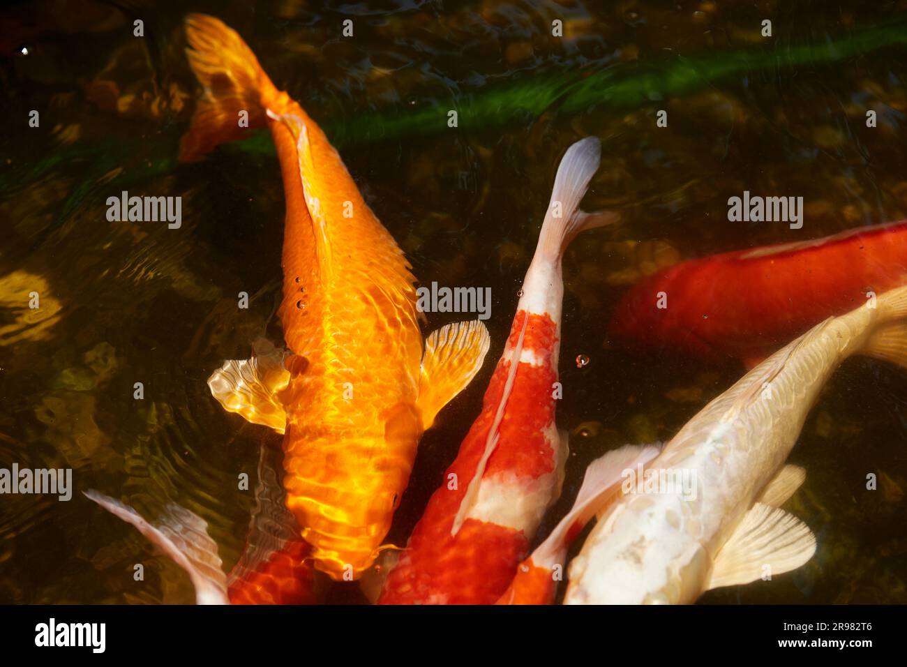 Vibrant koi fish swimming hi-res stock photography and images - Alamy