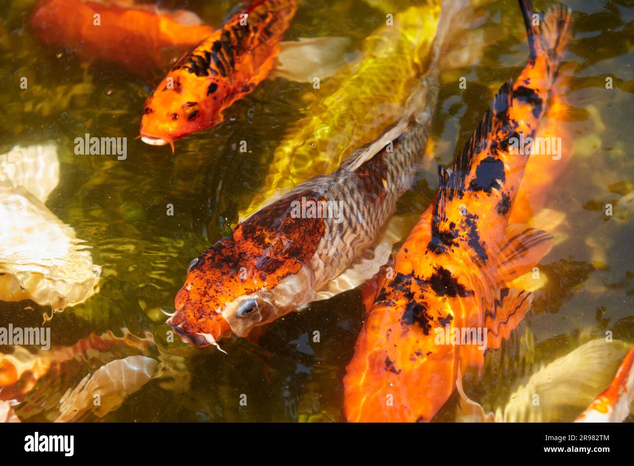 Vibrant koi fish swimming hi-res stock photography and images - Alamy