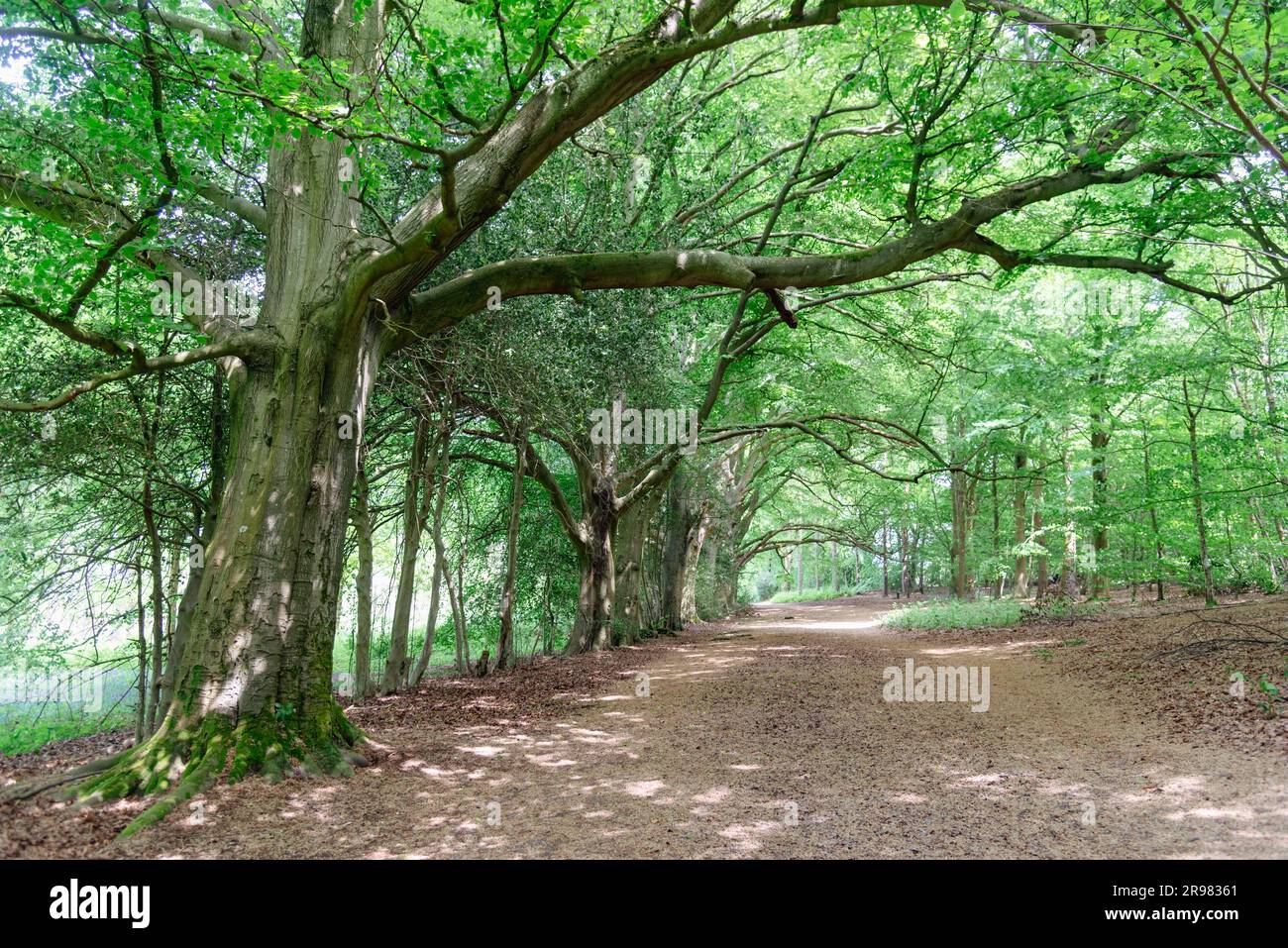 Mature beech trees hi-res stock photography and images - Alamy