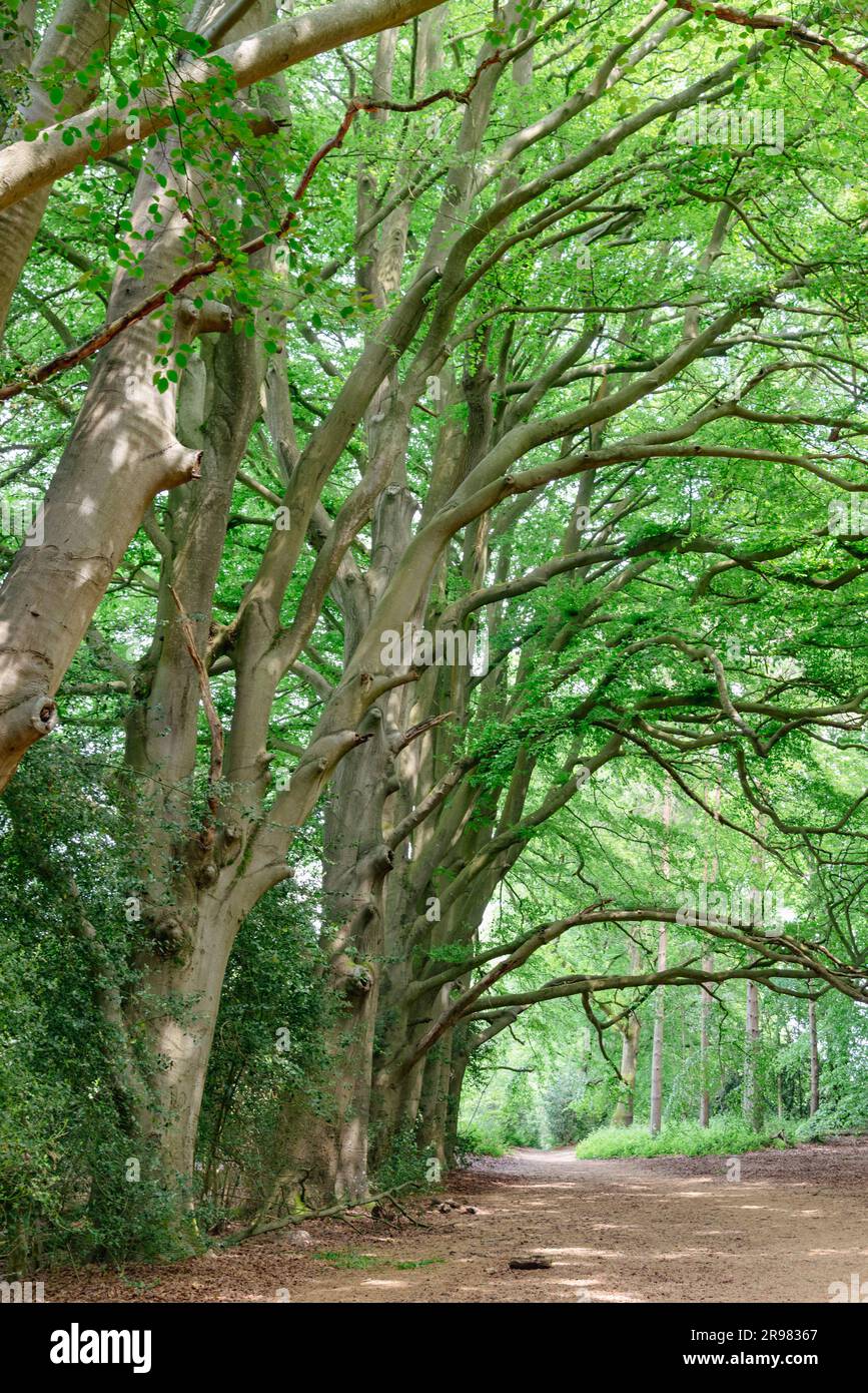 Mature beech trees hi-res stock photography and images - Alamy
