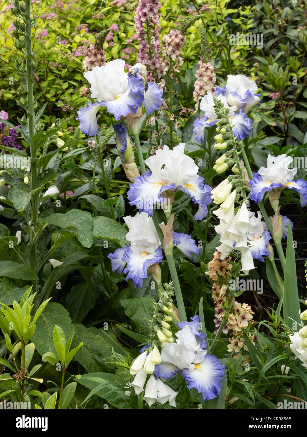 Bearded iris in a garden hi-res stock photography and images - Alamy