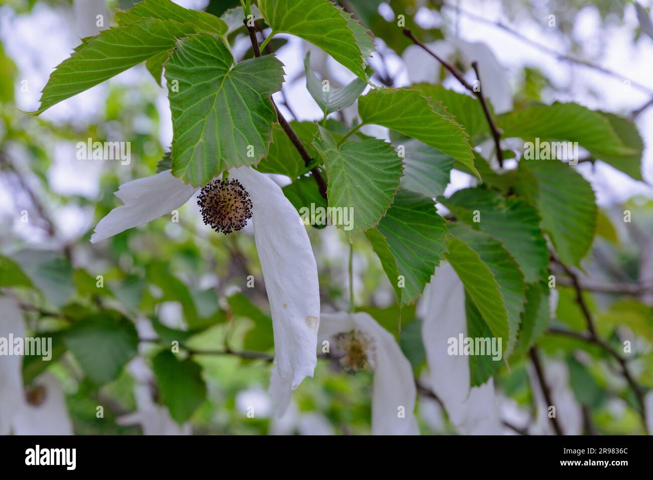 Davidia involucrata dove tree handkerchief tree hi-res stock ...