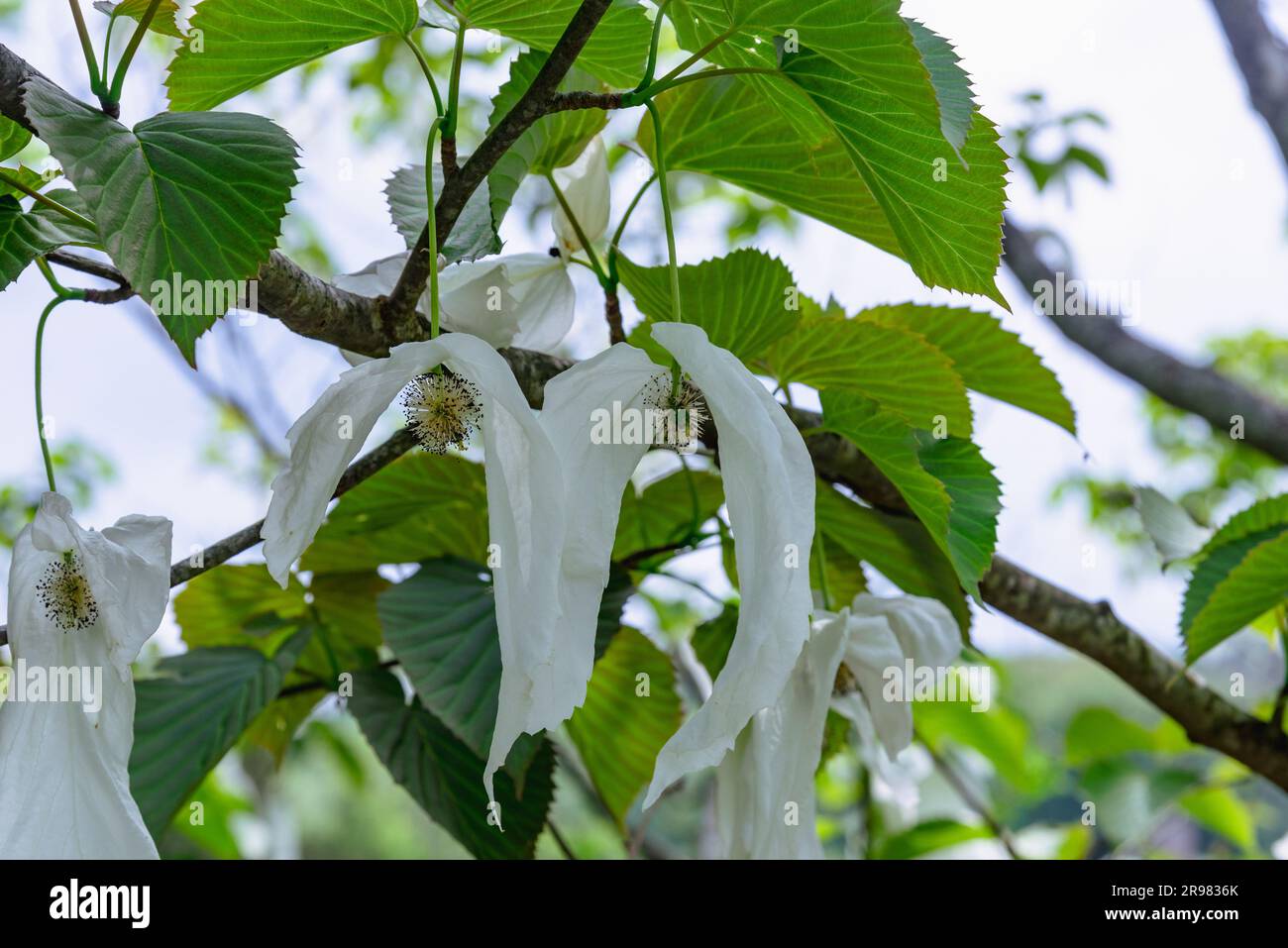 Davidia involucrata dove tree handkerchief tree hi-res stock ...