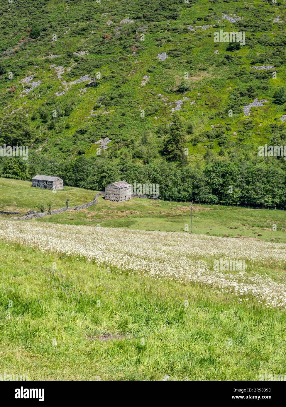 Swaledale Barns in green fields Stock Photo - Alamy