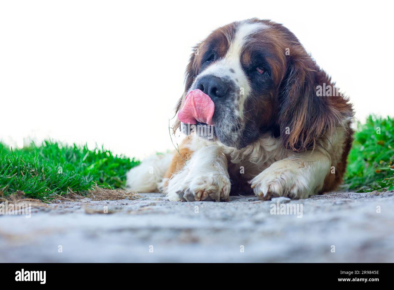 St Bernard Basset Hound Mix