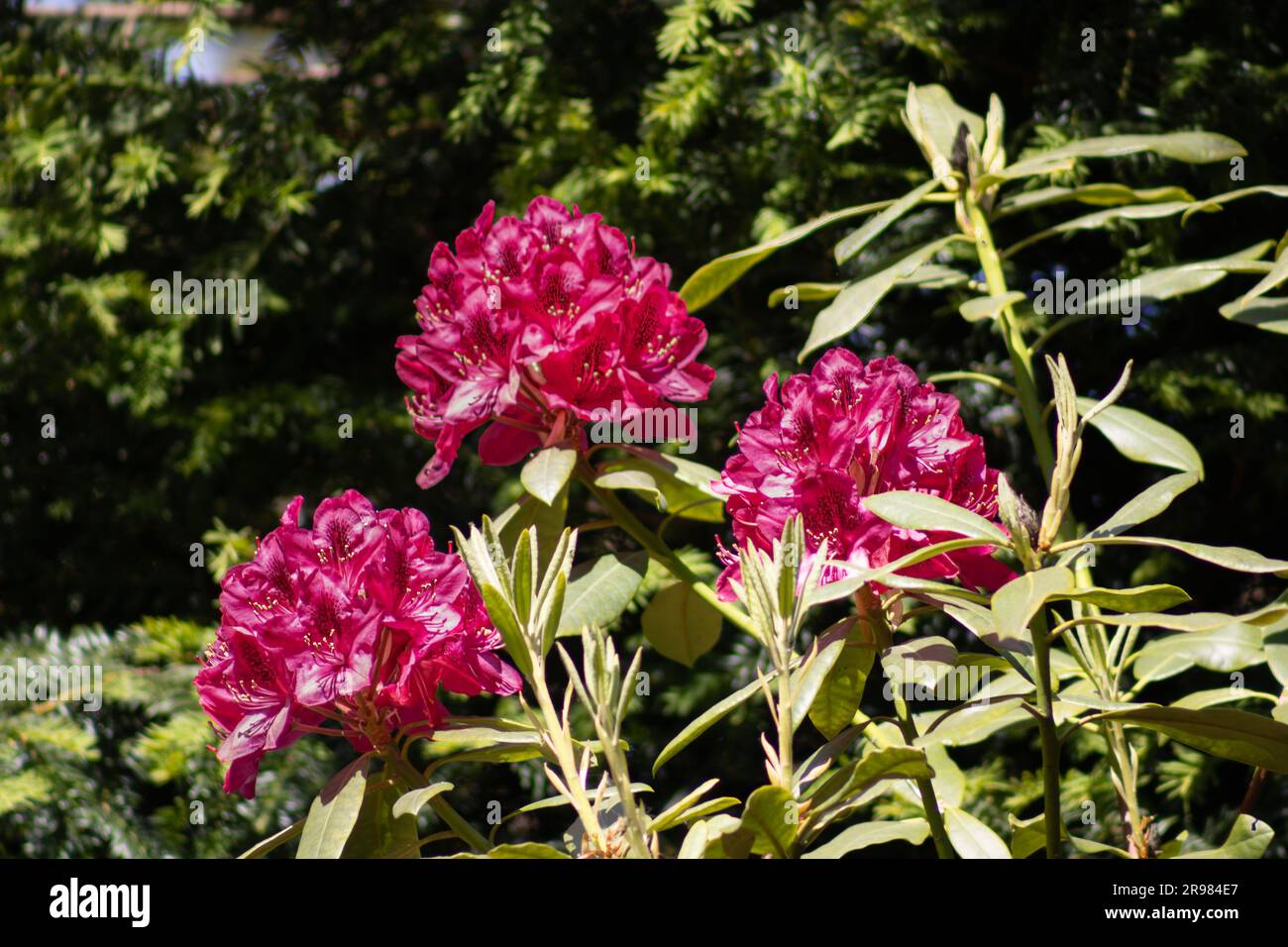 Light pink rhododendron flowers in hi-res stock photography and images ...