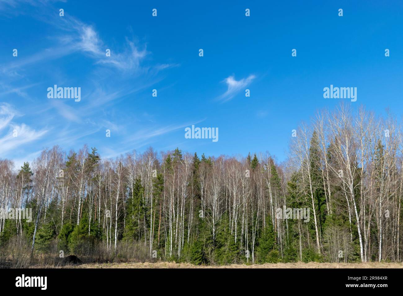 a simple spring landscape with trees, beautiful sky and charming ...