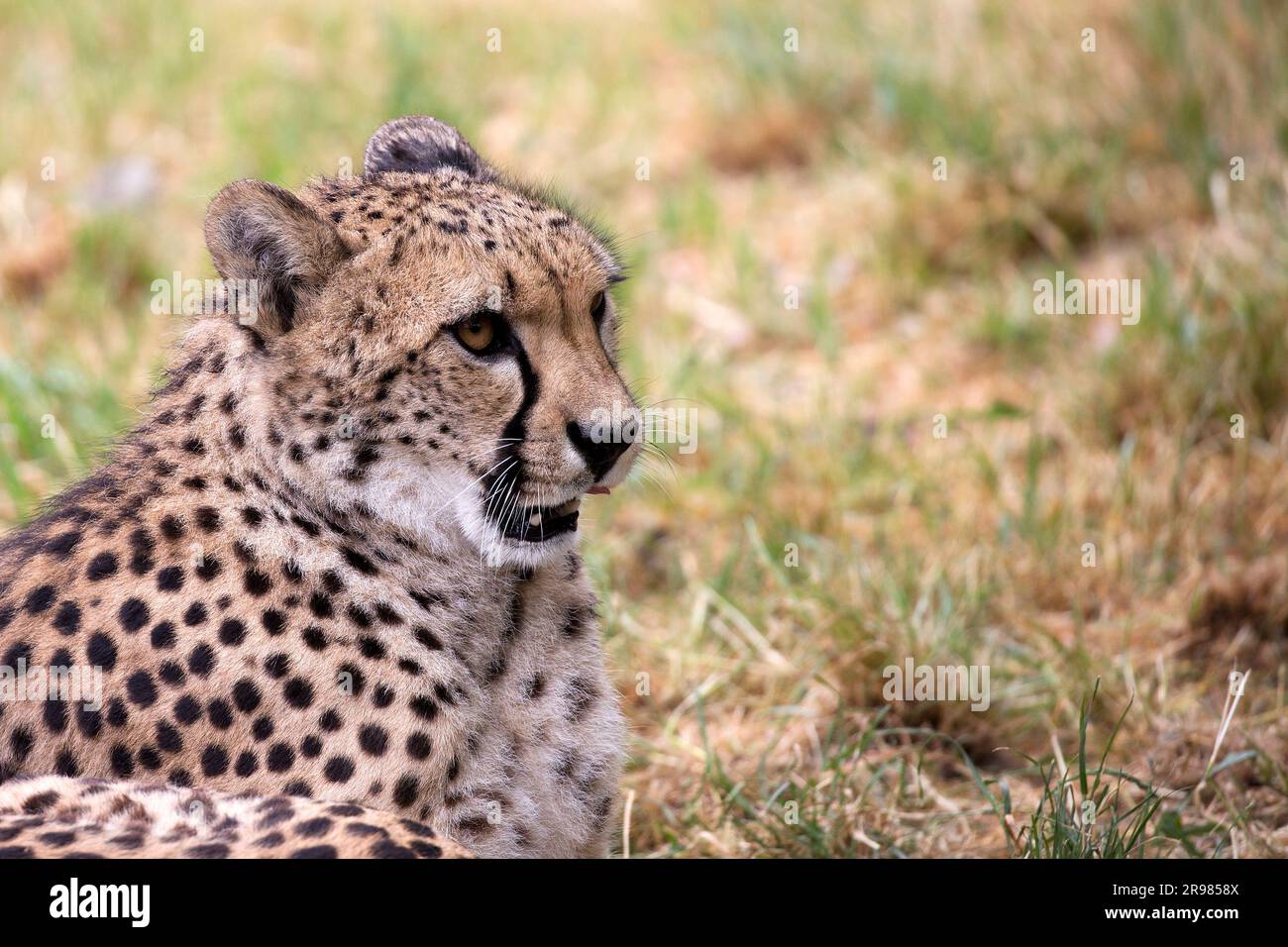 Cheetah in nature hi-res stock photography and images - Alamy