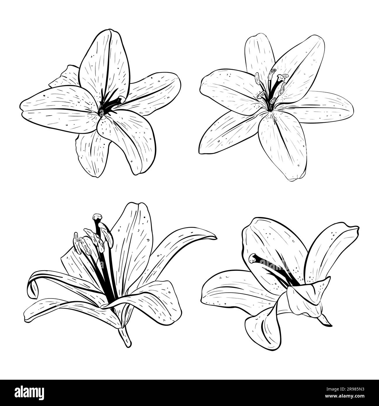 Vector illustration set of lily flowers in full bloom. Black outline of ...
