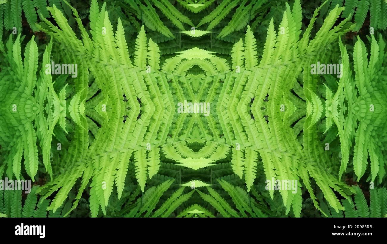 Fern leaves symmetrical background. Botany Background Stock Photo - Alamy