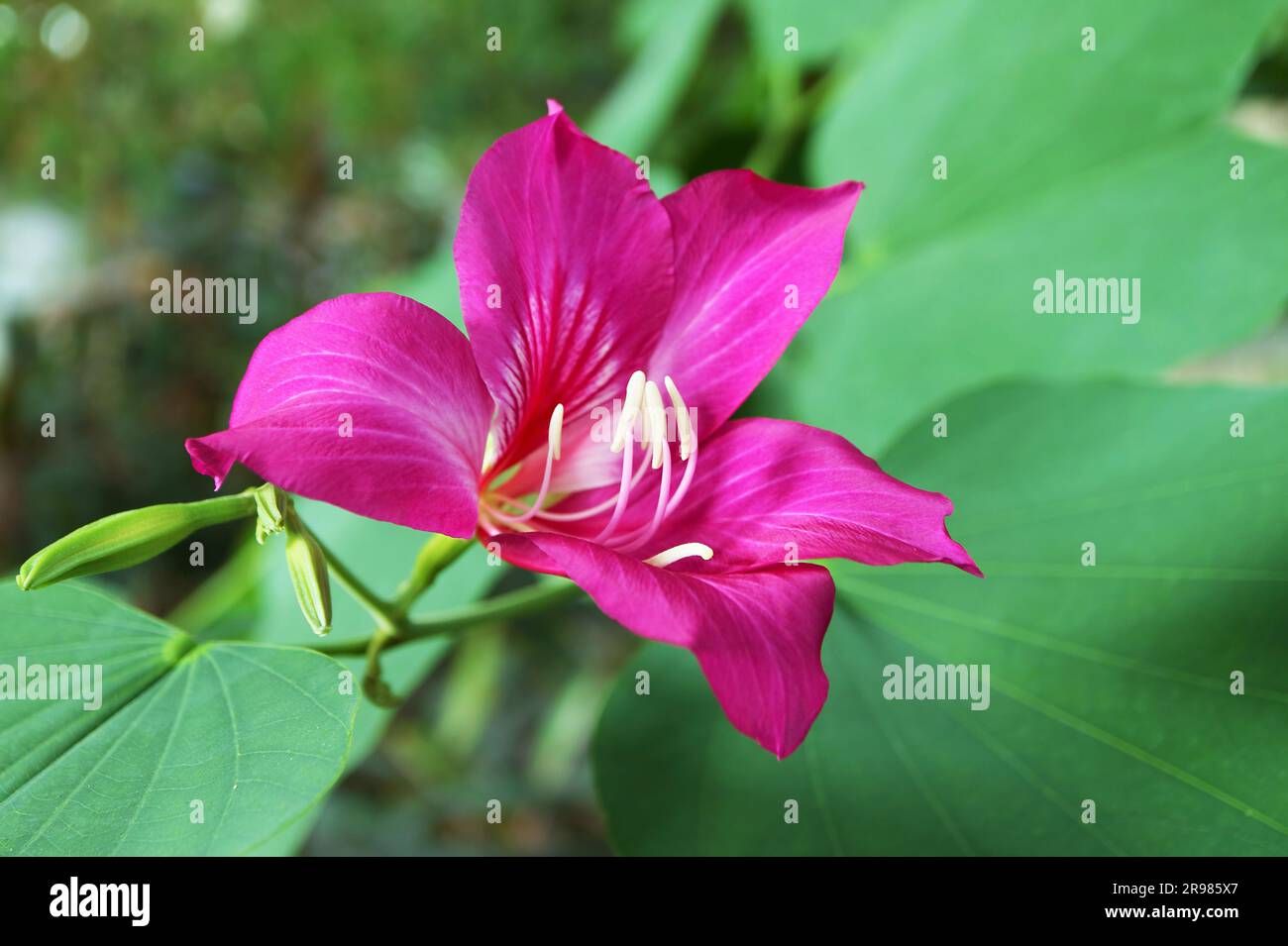 The National Flower Of Hong Kong: Bauhinia Blakeana – JMNG