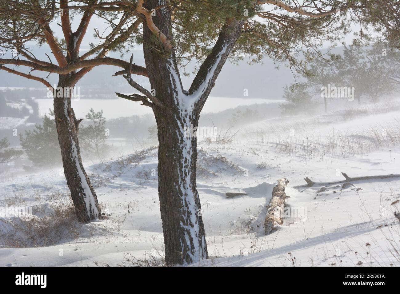 Winter blizzard with wind, snow and frost Stock Photo - Alamy