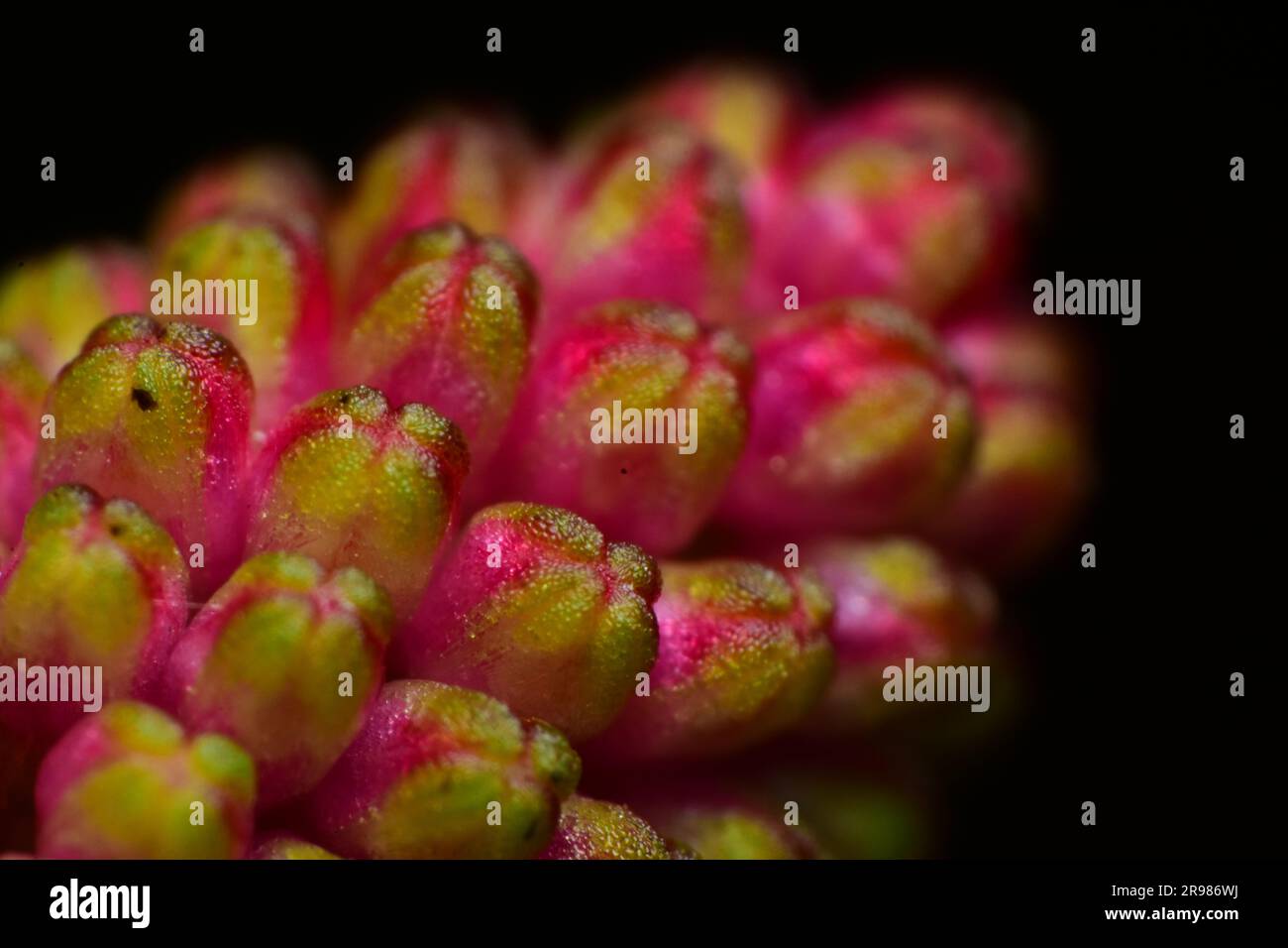 Mimosa pudica fruit extreme macro photography Stock Photo - Alamy