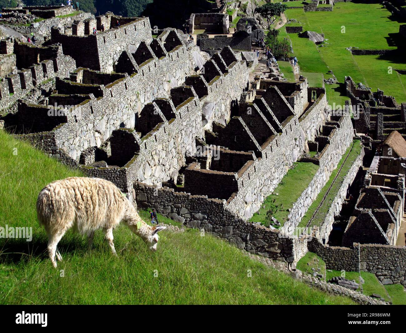 Lama in Machu Picchu in Andes mountains, Peru Stock Photo - Alamy