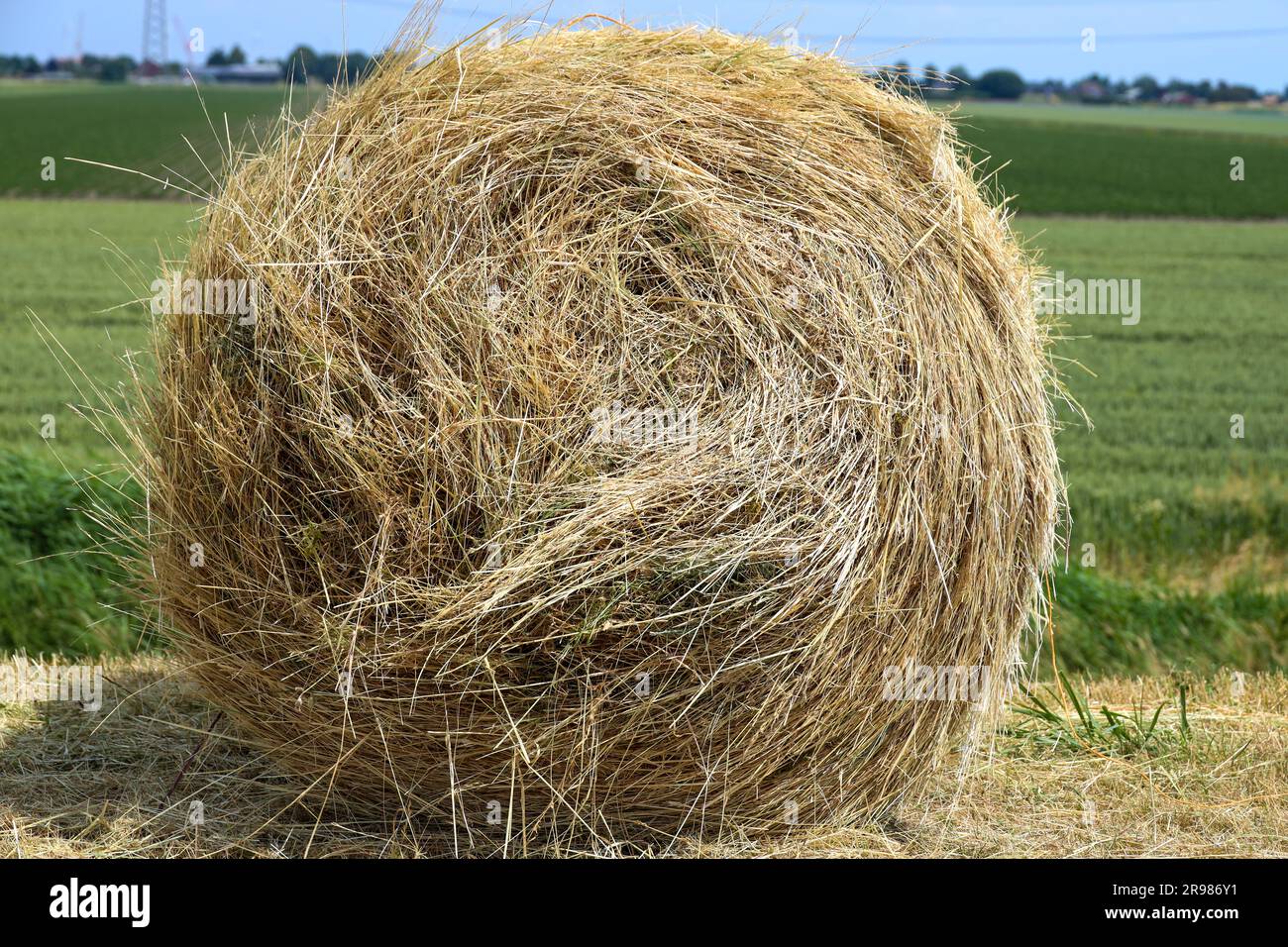 Cut sides of road like hay in a roll in the Eendragtspolder Zevenhuizen ...