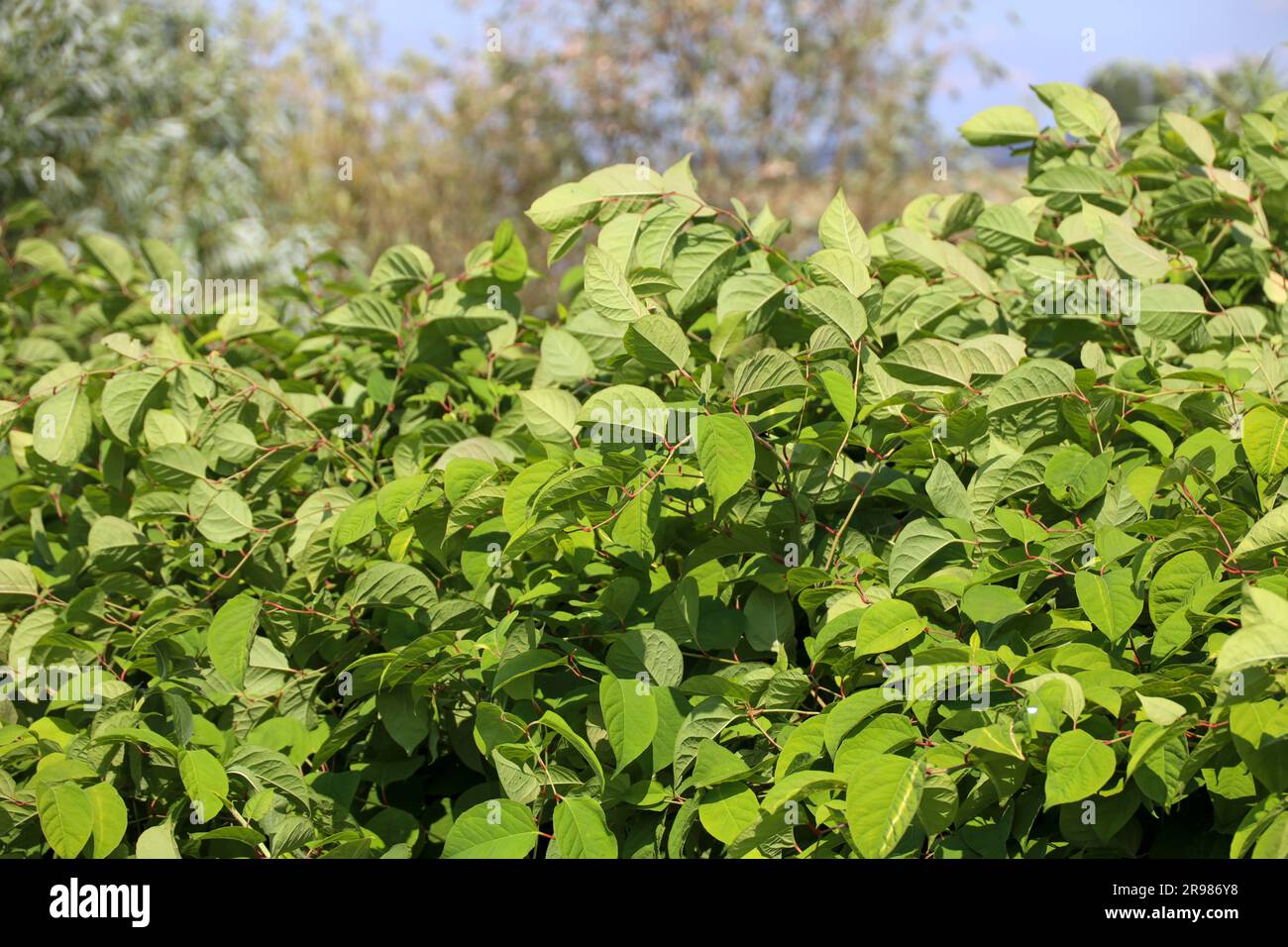 Japanese Knotweed along side of Hollandsche IJssel dike as invasive ...
