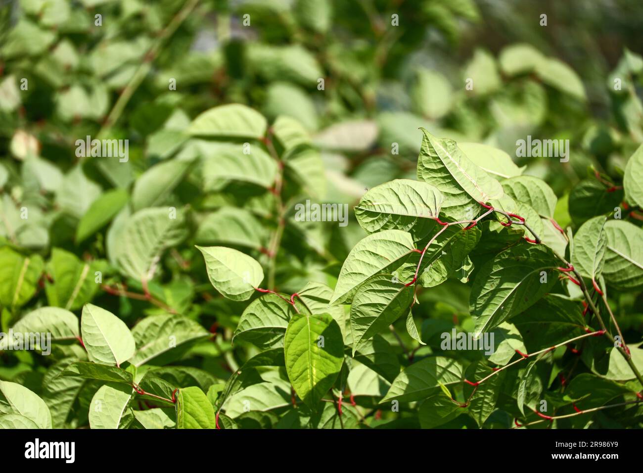 Japanese Knotweed along side of Hollandsche IJssel dike as invasive ...