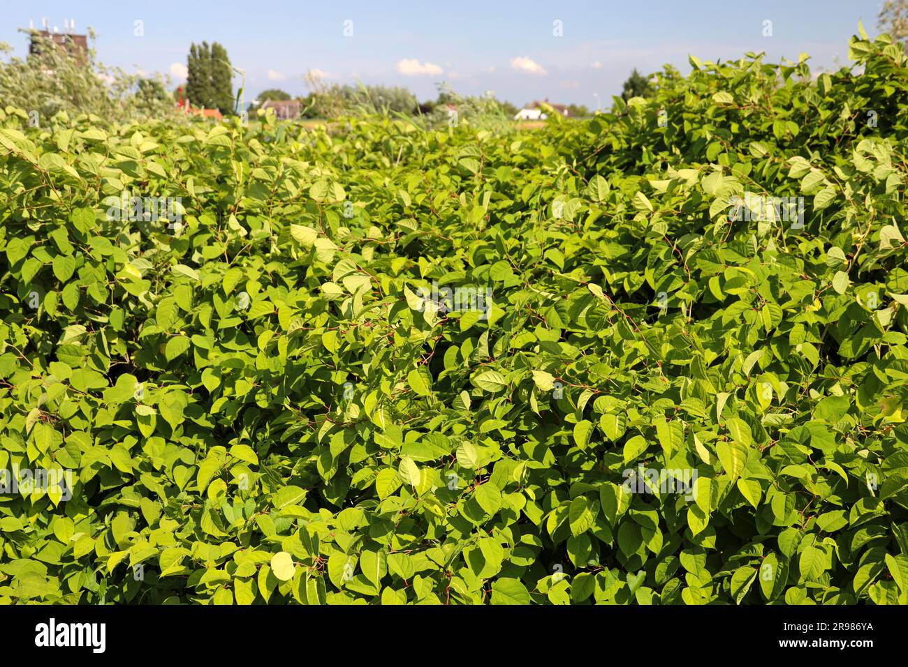 Japanese Knotweed along side of Hollandsche IJssel dike as invasive ...