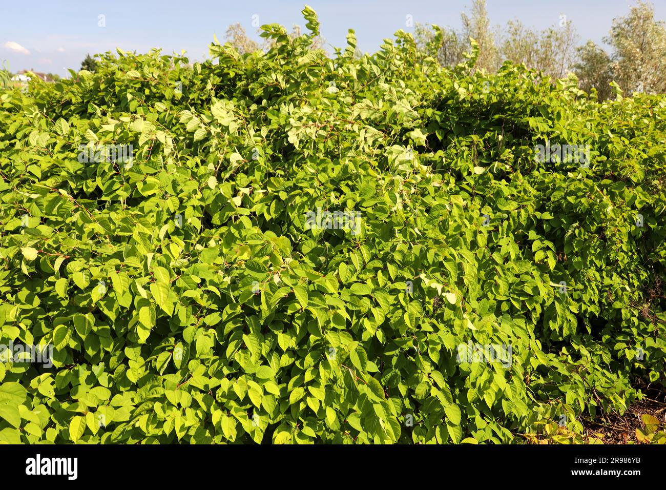 Japanese Knotweed along side of Hollandsche IJssel dike as invasive ...