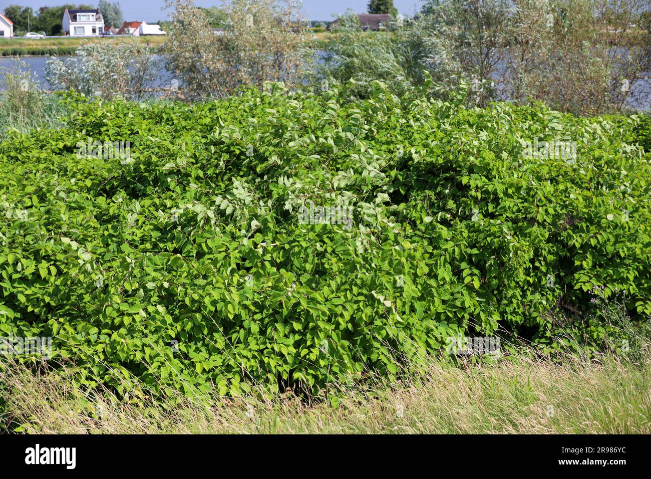 Japanese Knotweed along side of Hollandsche IJssel dike as invasive ...