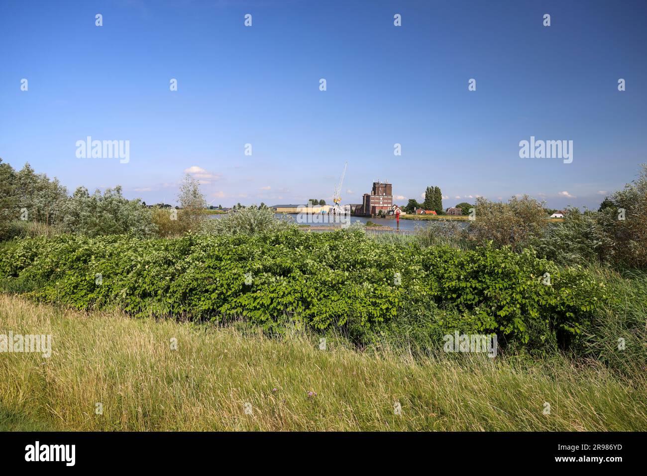 Japanese Knotweed along side of Hollandsche IJssel dike as invasive ...