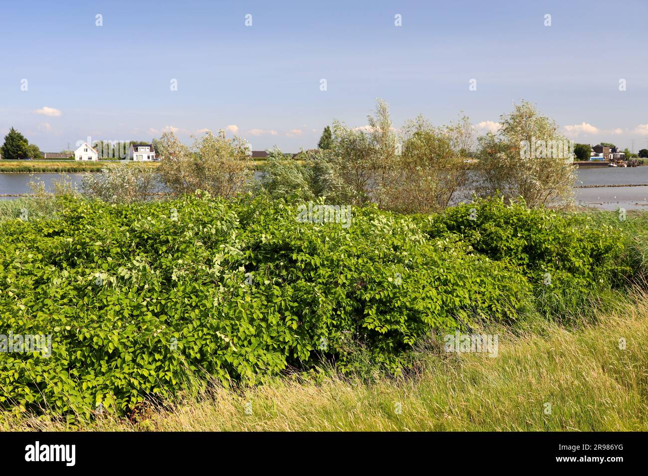 Japanese Knotweed along side of Hollandsche IJssel dike as invasive ...