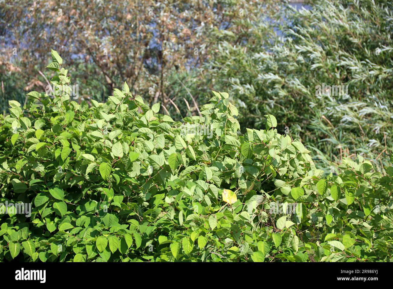 Japanese Knotweed along side of Hollandsche IJssel dike as invasive ...