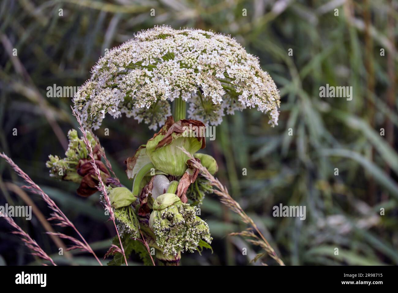 Flower of hogweed along roadside during flowering phase Stock Photo - Alamy