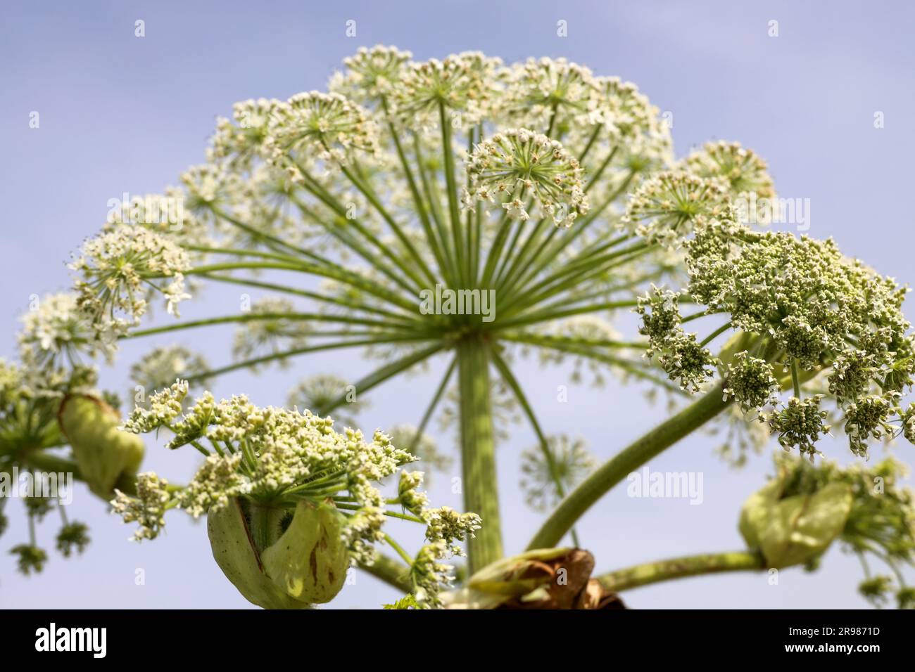 Flower of hogweed along roadside during flowering phase Stock Photo - Alamy