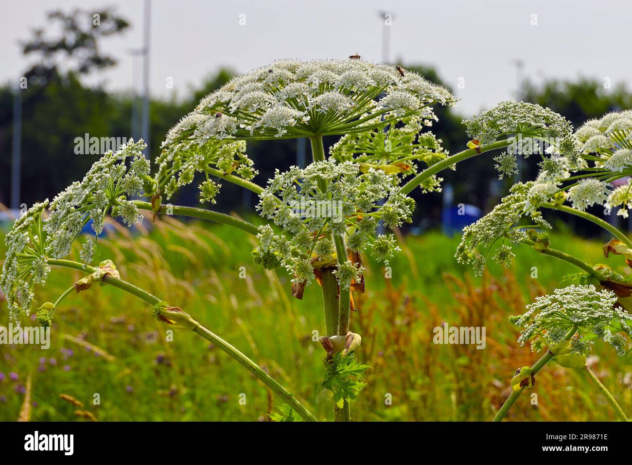 Flower of hogweed along roadside during flowering phase Stock Photo - Alamy
