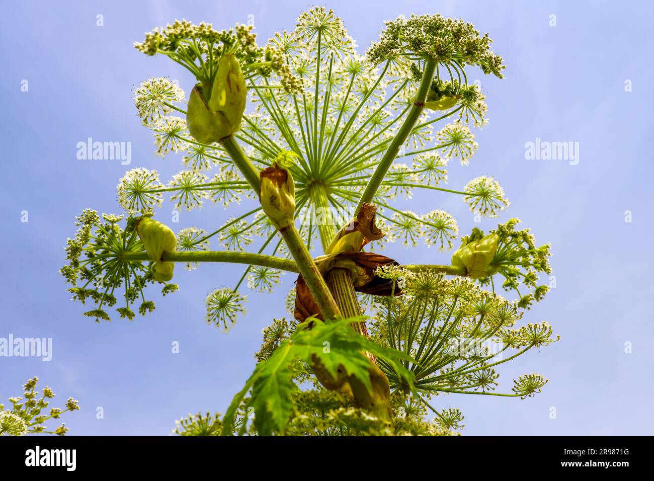 Flower of hogweed along roadside during flowering phase Stock Photo - Alamy
