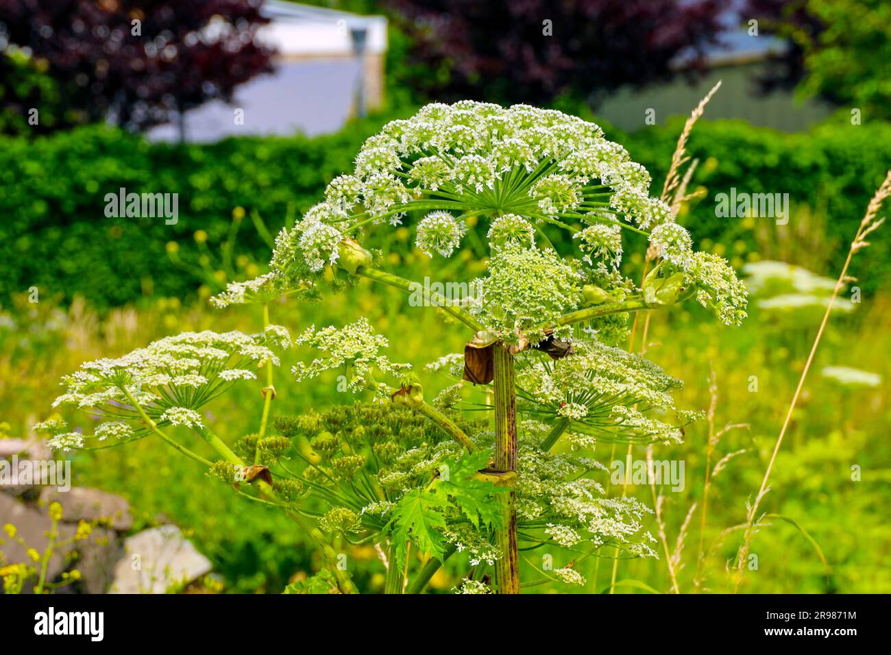 Flower of hogweed along roadside during flowering phase Stock Photo - Alamy