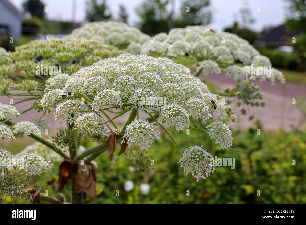 Flower of hogweed along roadside during flowering phase Stock Photo - Alamy