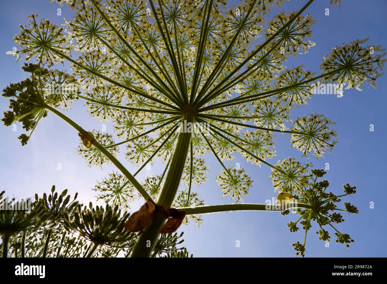 Flower of hogweed along roadside during flowering phase Stock Photo - Alamy